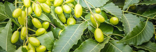 Neem Ingredient: Uses, Benefits, Dosage, Side Effects
