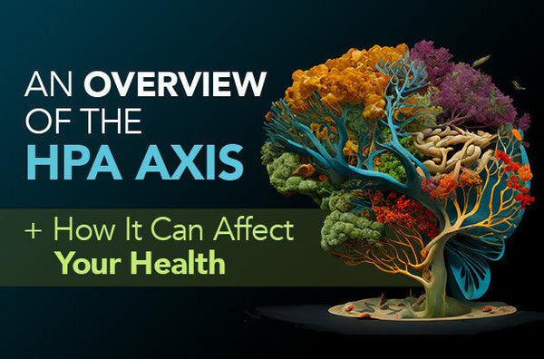 An Overview of The HPA Axis + How It Can Affect Your Health
