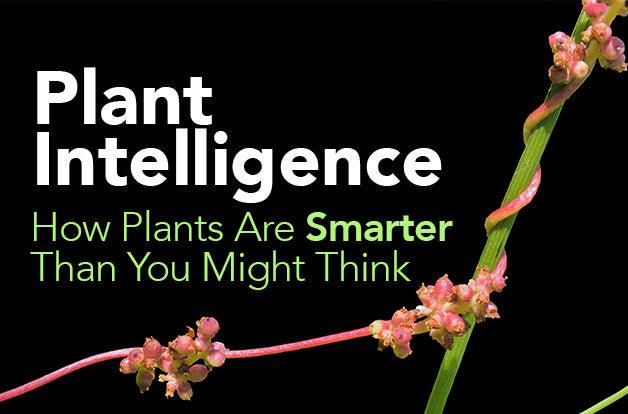 Plant Intelligence: How Plants Are Smarter Than You Might Think | Vital ...