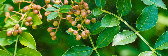 Prickly Ash: Uses, Benefits, Dosage, Side Effects